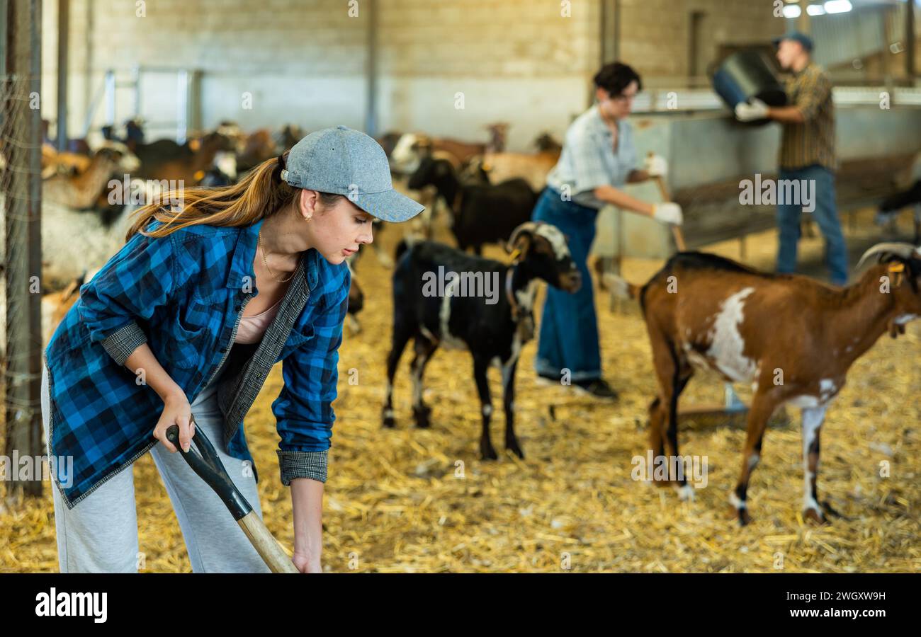Focused young woman farmer sweeping goat shelter Stock Photo - Alamy