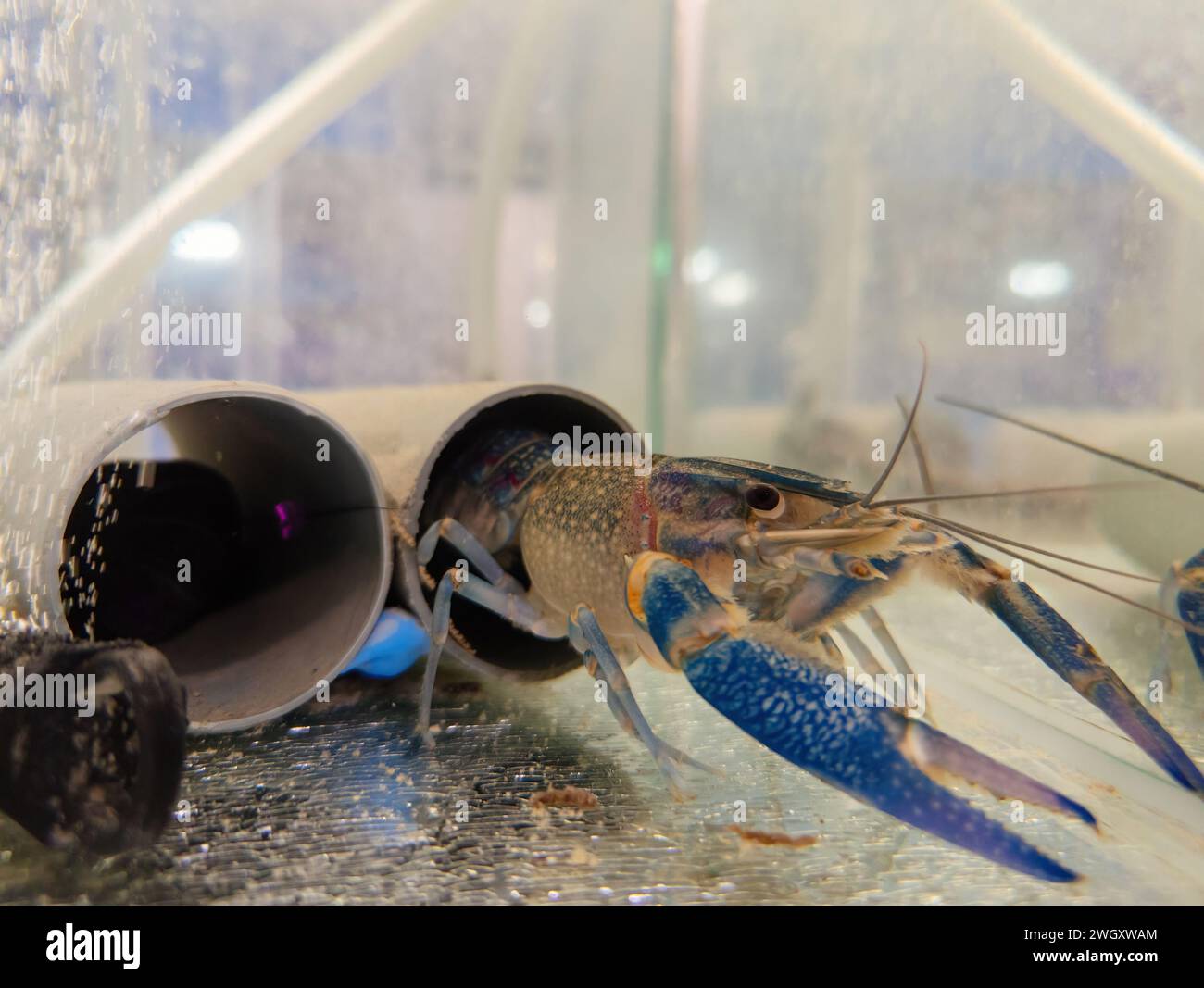 Growing of crayfish. Australian blue crayfish - cherax quadricarinatus ...