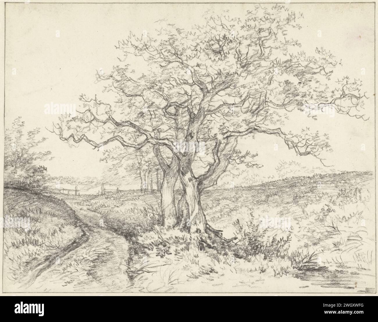 Trees along a road, Jan Hulswit, 1776 - 1822 drawing paper. chalk trees ...