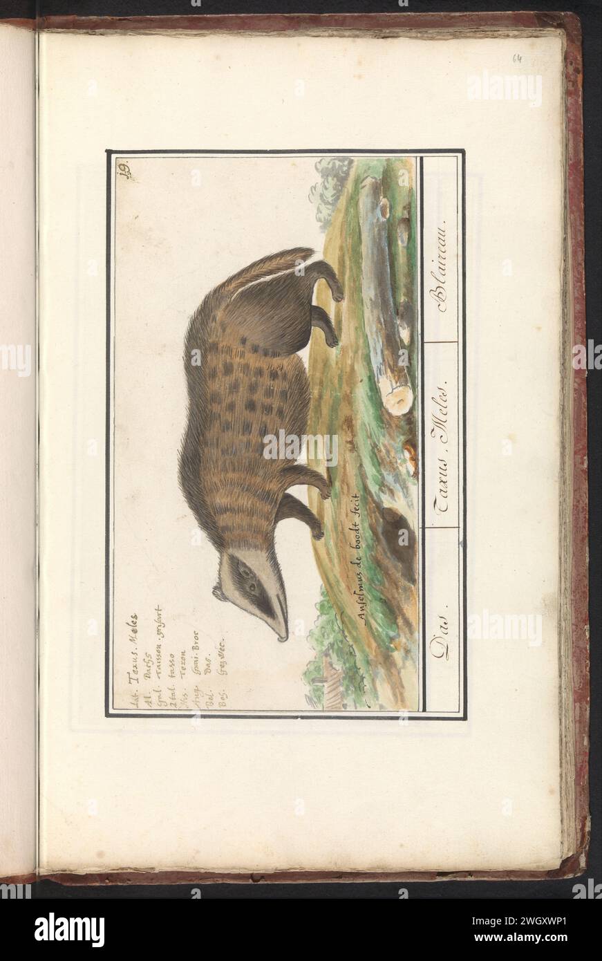 Das (Meles Meles), Anselm Bootius of Boodt, 1596 - 1610 drawing Das ...