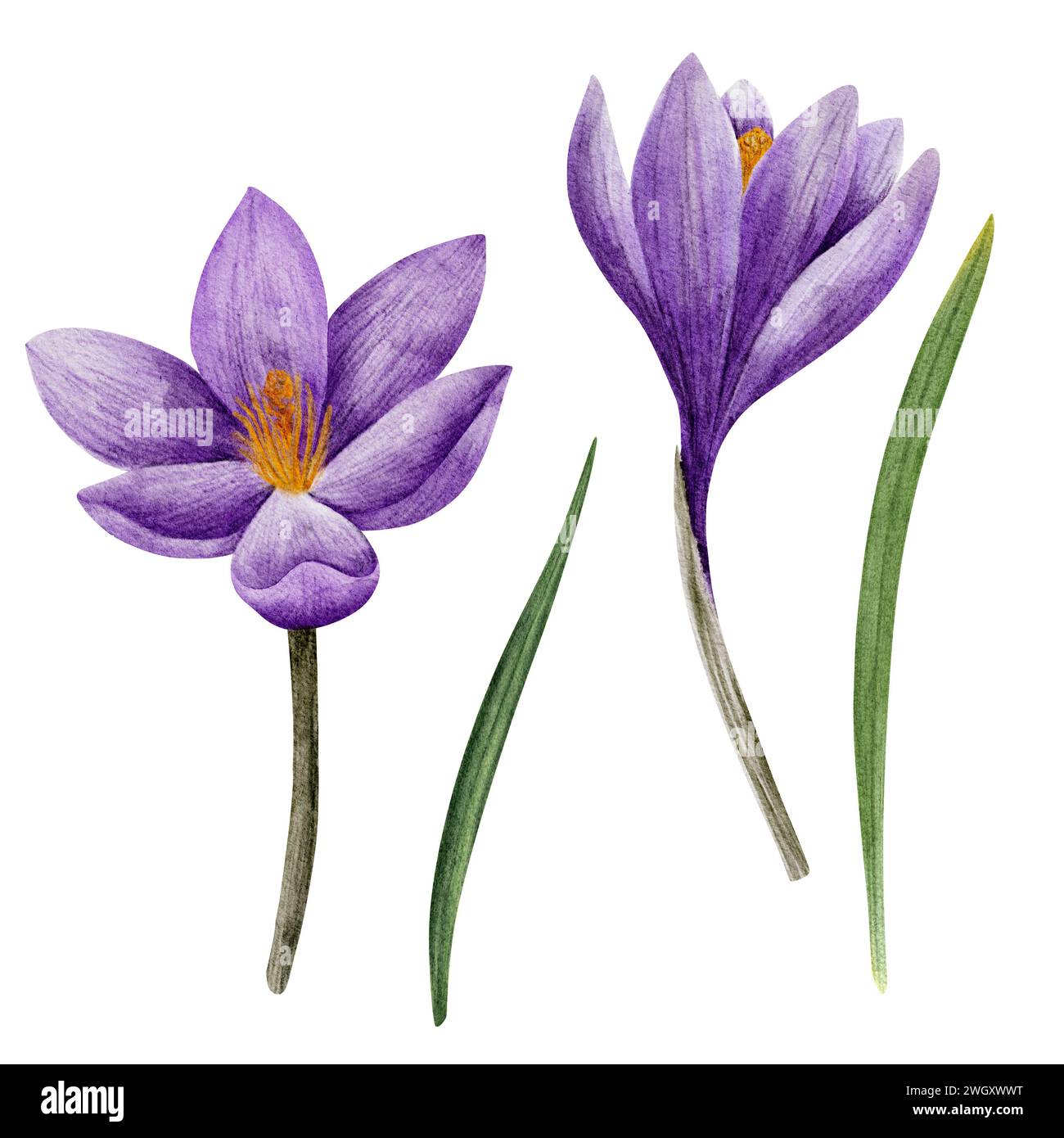 crocus flower in lilac color, drawn in watercolor, isolated on white ...