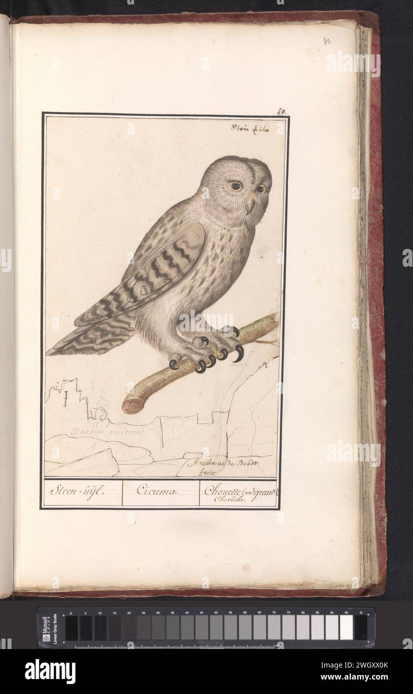 Ural owl drawing hi-res stock photography and images - Alamy