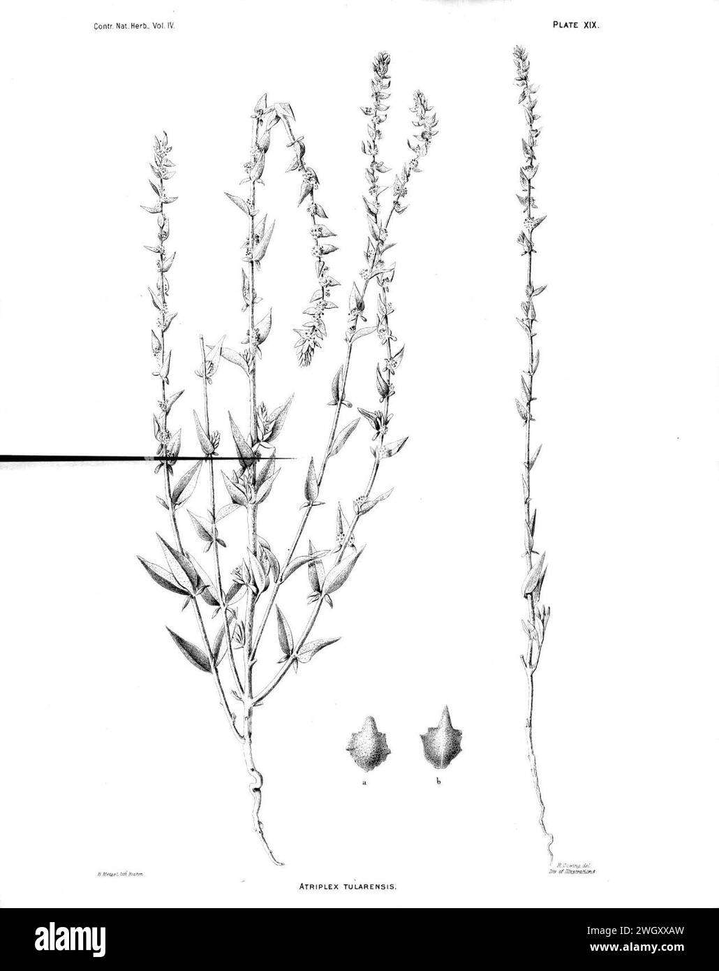 Atriplex Black and White Stock Photos & Images - Alamy