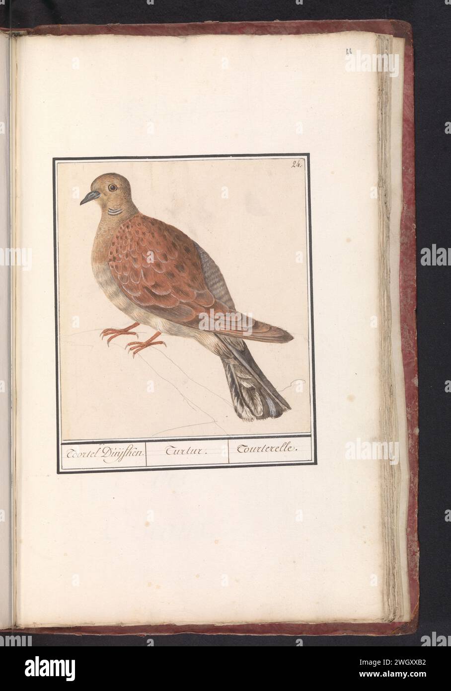 Zomertortel (Streptopelia turtle), Anselm Bootius de Boodt, 1596 - 1610 ...