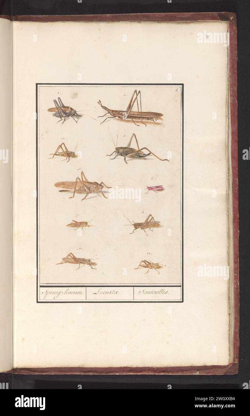 Ten different insects hi-res stock photography and images - Alamy