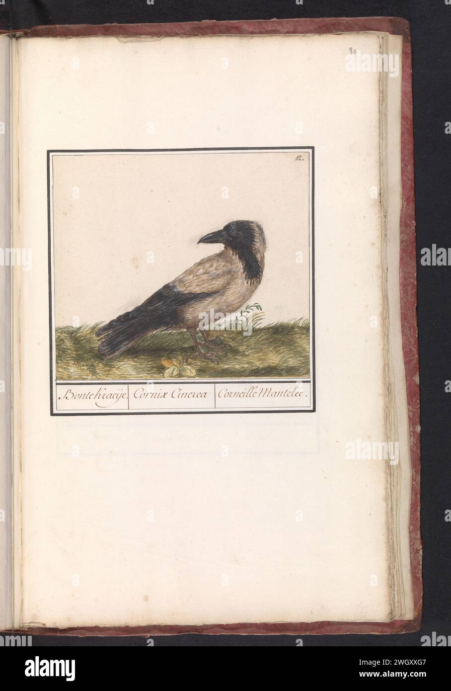 Third crow hi-res stock photography and images - Alamy