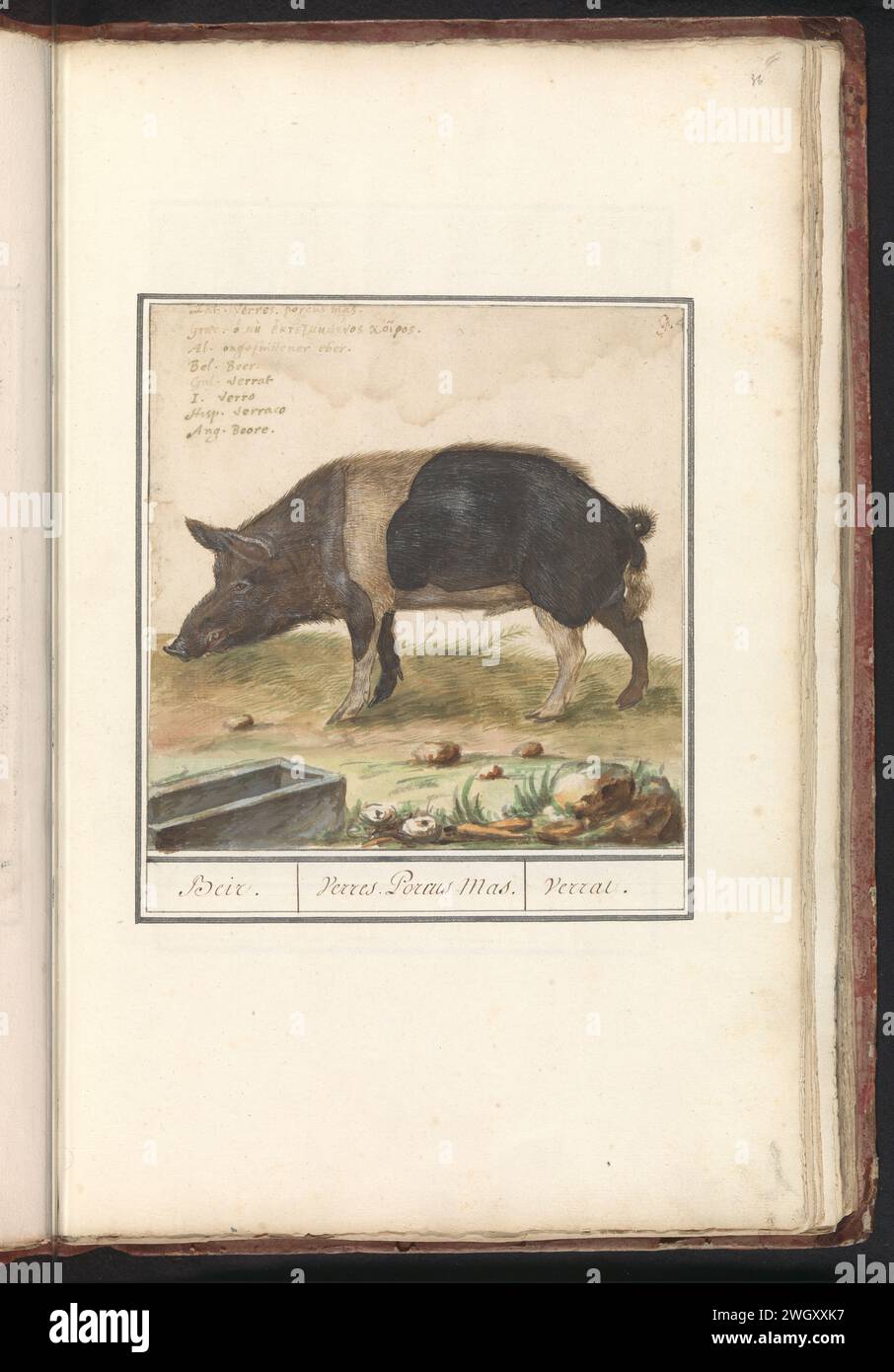 Varken (Sus scrofa domesticus), Anselm Boëtius de Boodt, 1596 - 1610 ...