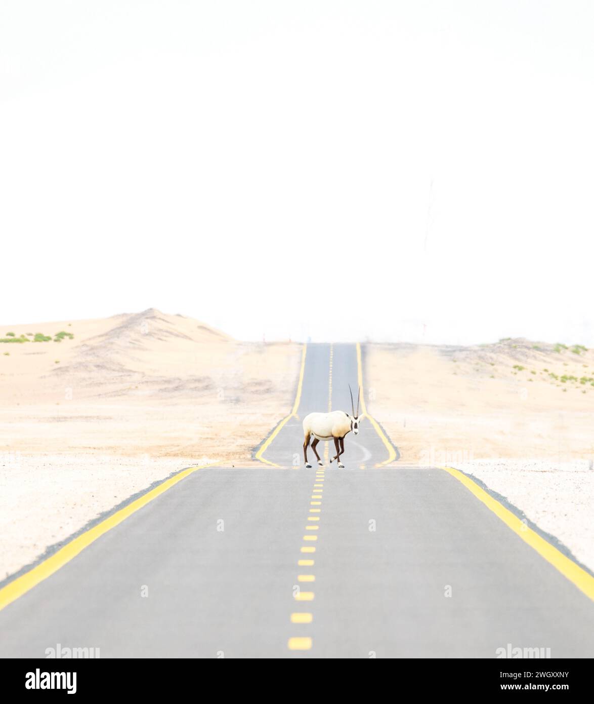 Wildlife in the uae hi-res stock photography and images - Alamy