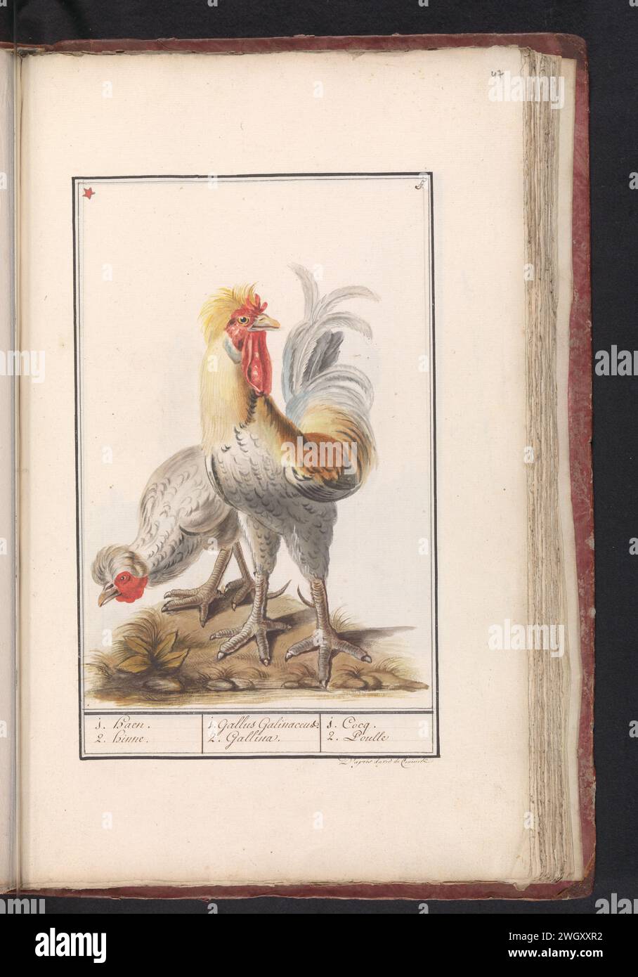 Two chickens (Gallus Gallus Domesticus), Anonymous, After David de ...