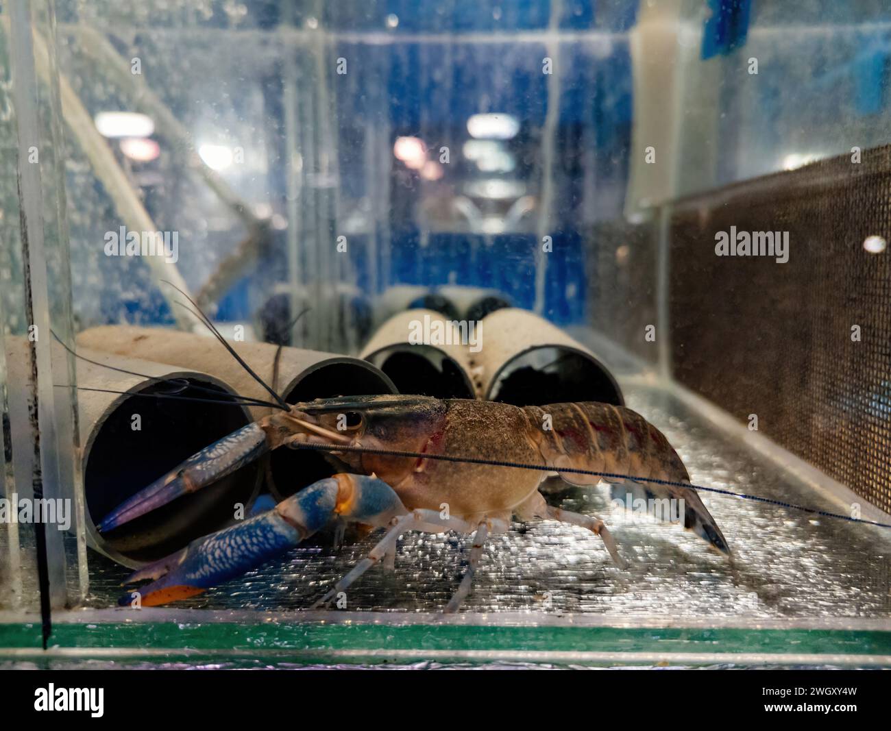 Growing of crayfish. Australian blue crayfish - cherax quadricarinatus ...