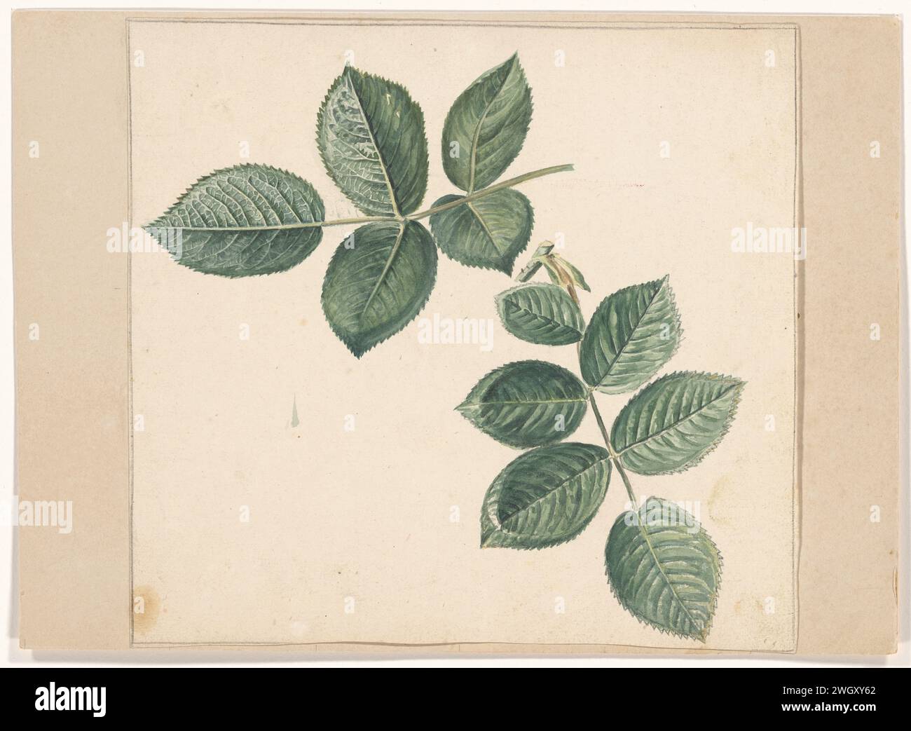 Leaves, anonymous, c. 1815 - c. 1830 drawing paper drawing Stock Photo ...