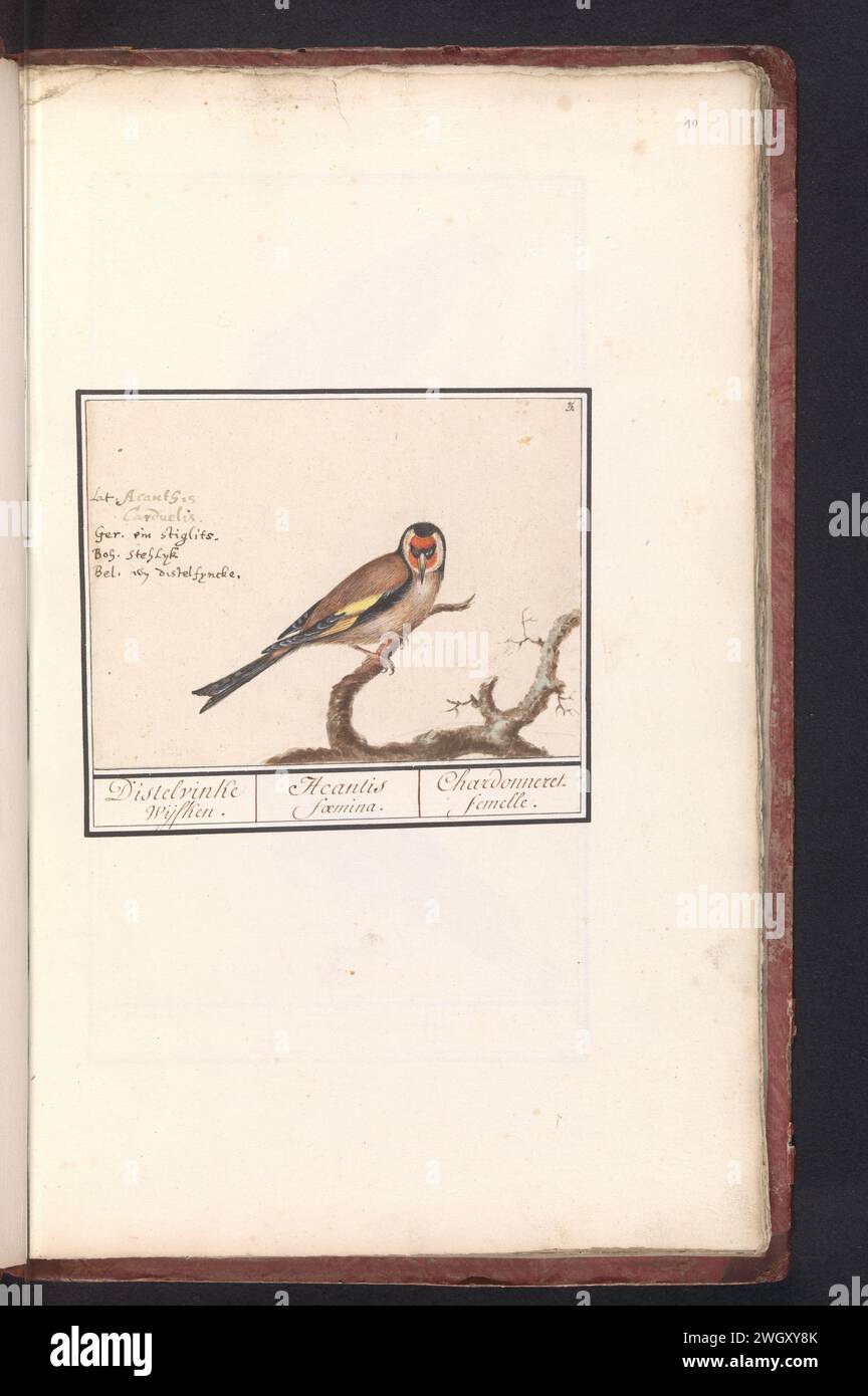 Putter of distelvink (Bunting Bunting), Anselm Bootius de Boodt, 1596 ...