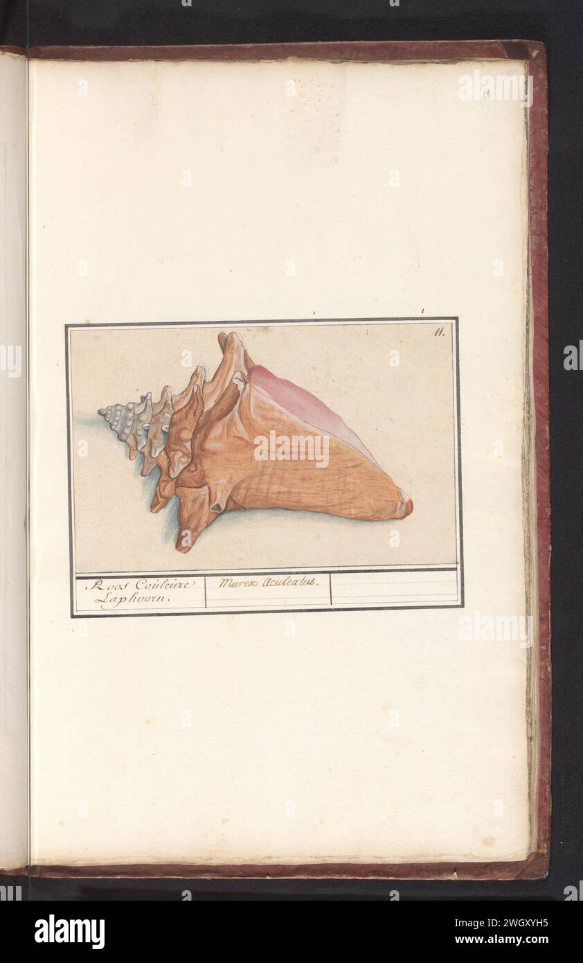 Detailed drawings of shell hi-res stock photography and images - Alamy
