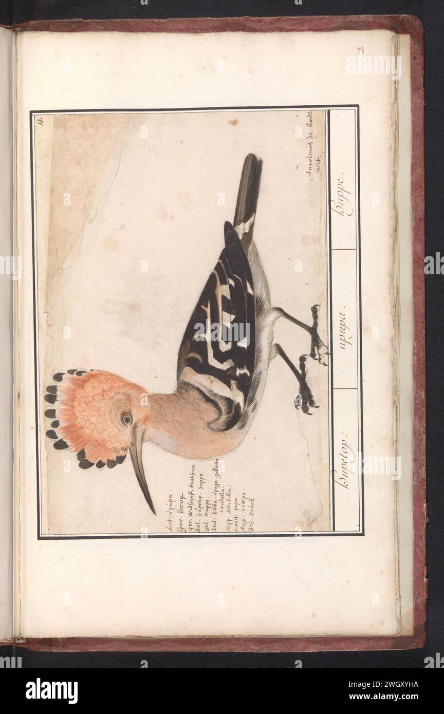 Hoopoe (Upupa epops), Anselm Bootius of Boodt, 1596 - 1610 drawing Hop ...