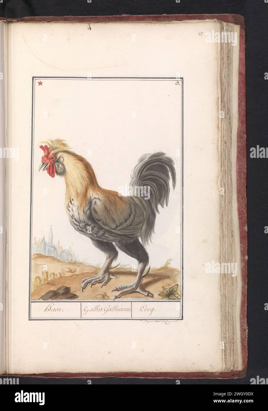 Kip (Gallus gallus domesticus), anonymous, after David de Coninck, 1790 ...