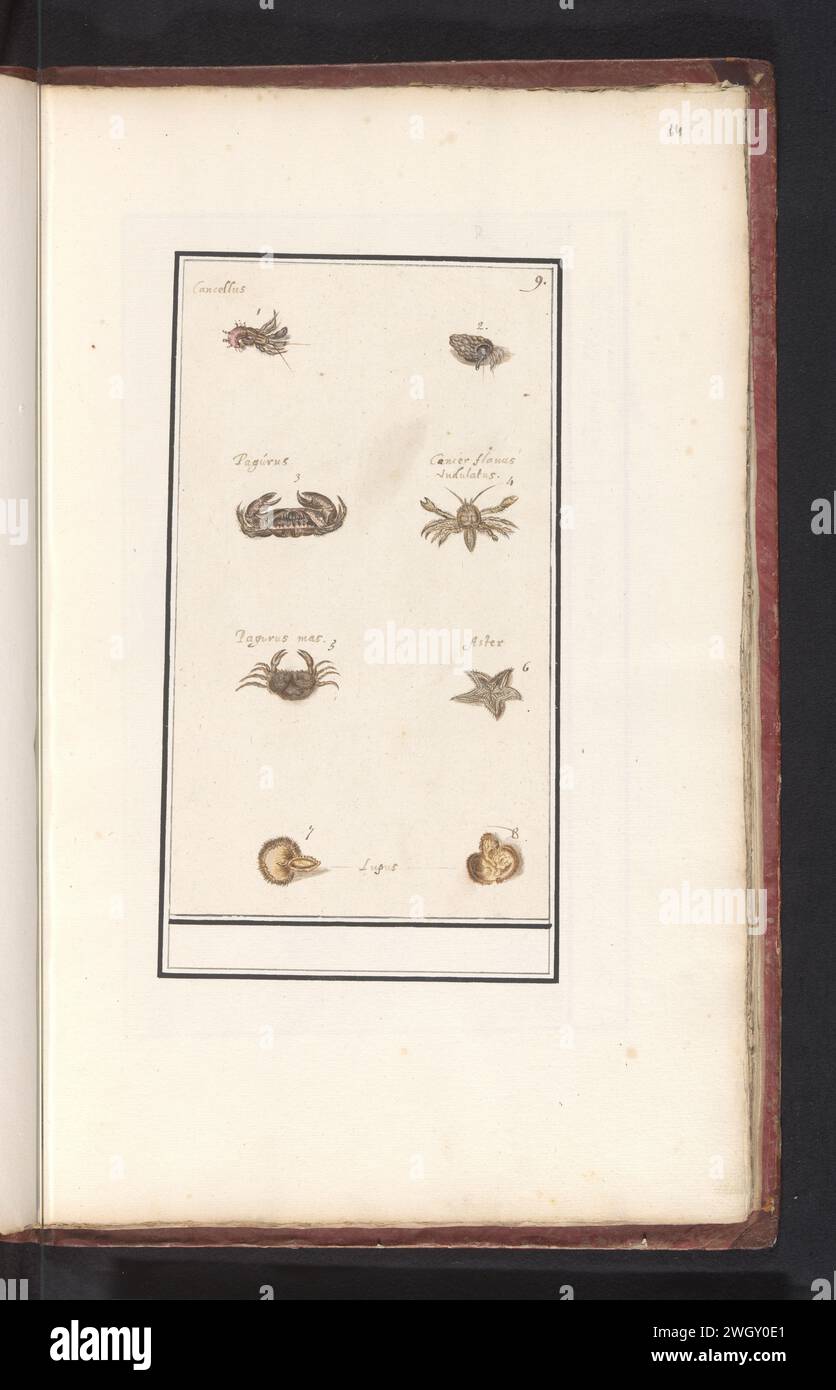 Sheet with eight crustaceans and molluscs, Anselmus Boëtius de Boodt ...