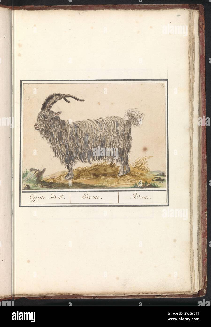 Geit (Goat), Anselm Boote de Boodt, 1596 - 1610 drawing Goat (goat ...