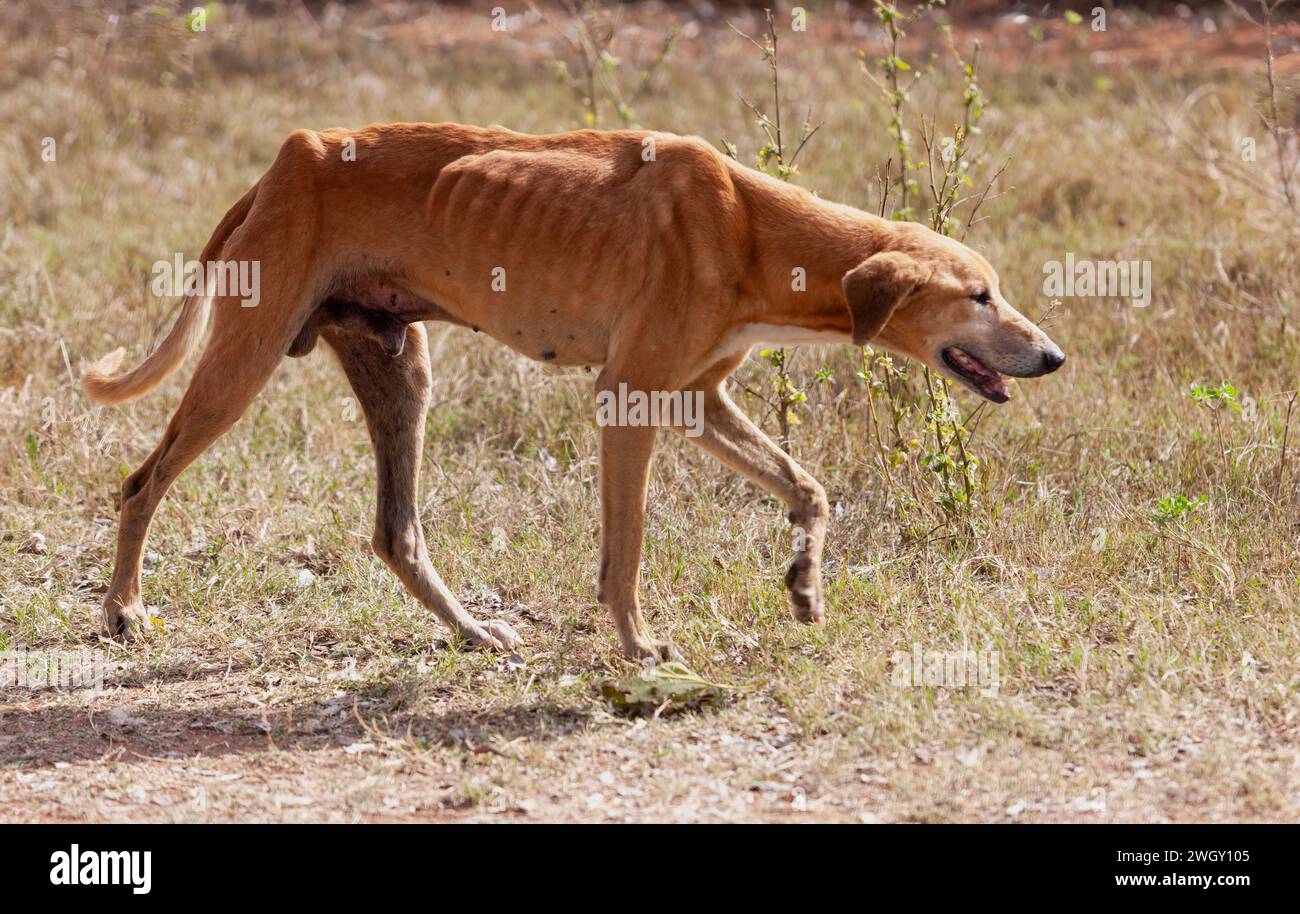 skinny vagabond dog ,neglected by owners, stray walking outdoors on dry ...