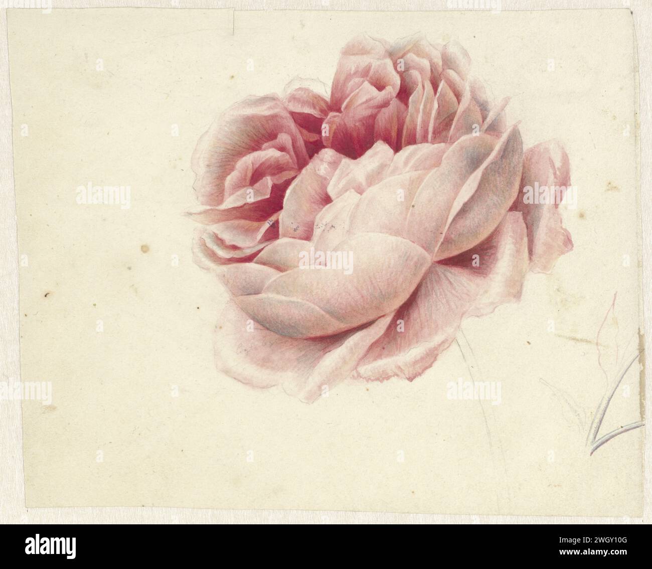 Red Rose, George Jacobus Johannes van OS, 1792 - 1861 drawing paper ...