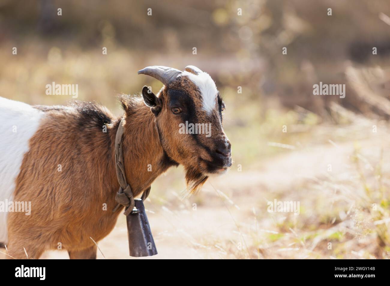 goat africa in a sunny day grazing on the dry grass after draught Stock ...