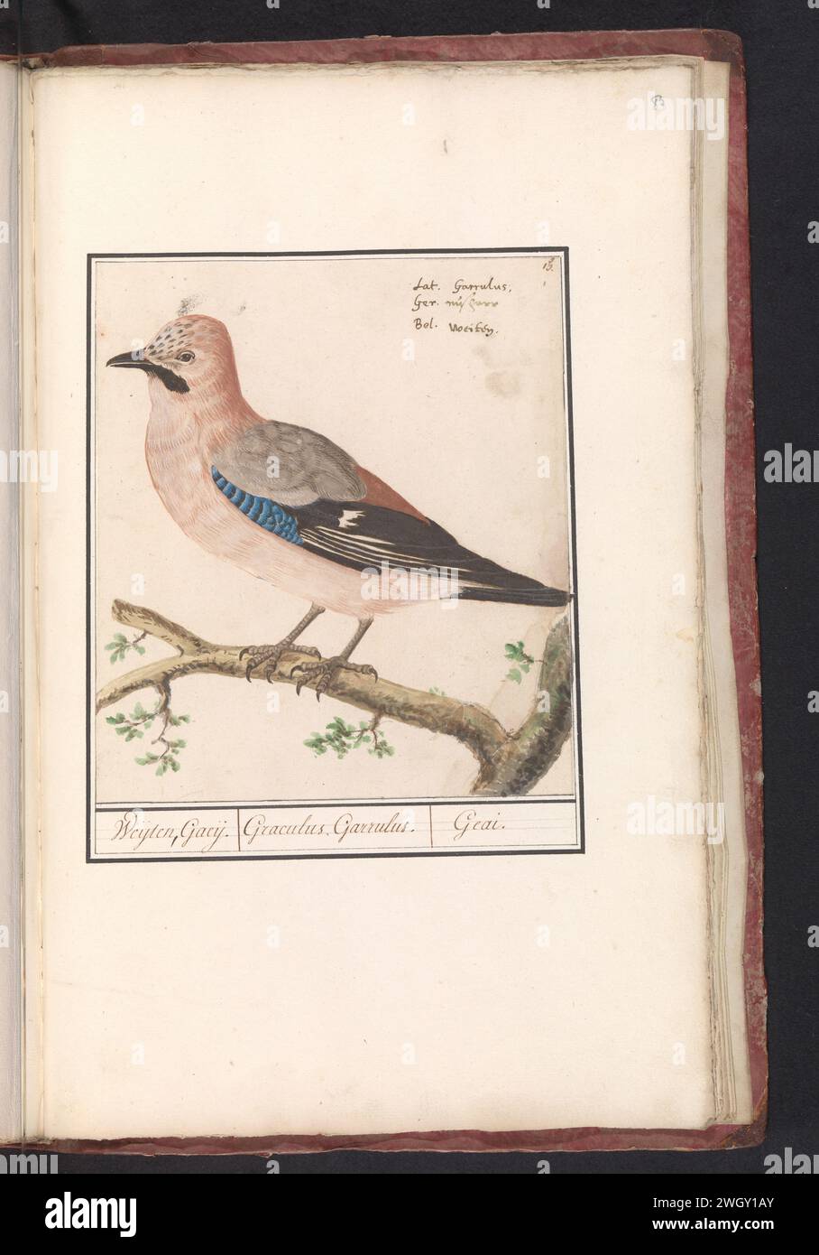 Vlaamse Gaai (Garlulus), Anselm Bootius of Boodt, 1596 - 1610 drawing ...