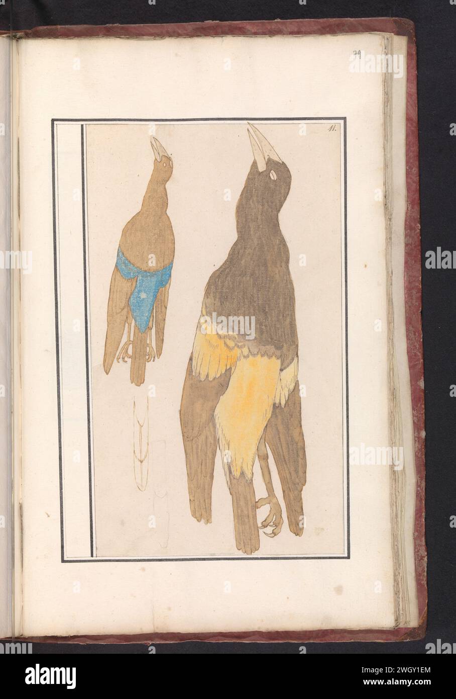 Two birds, Anselmus Boëtius de Boodt, 1596 - 1610 drawing Two bugs of ...