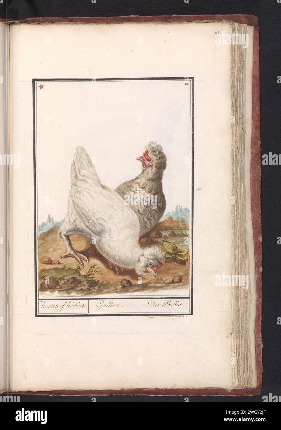 Two chickens (Gallus Gallus Domesticus), Anonymous, After David de ...