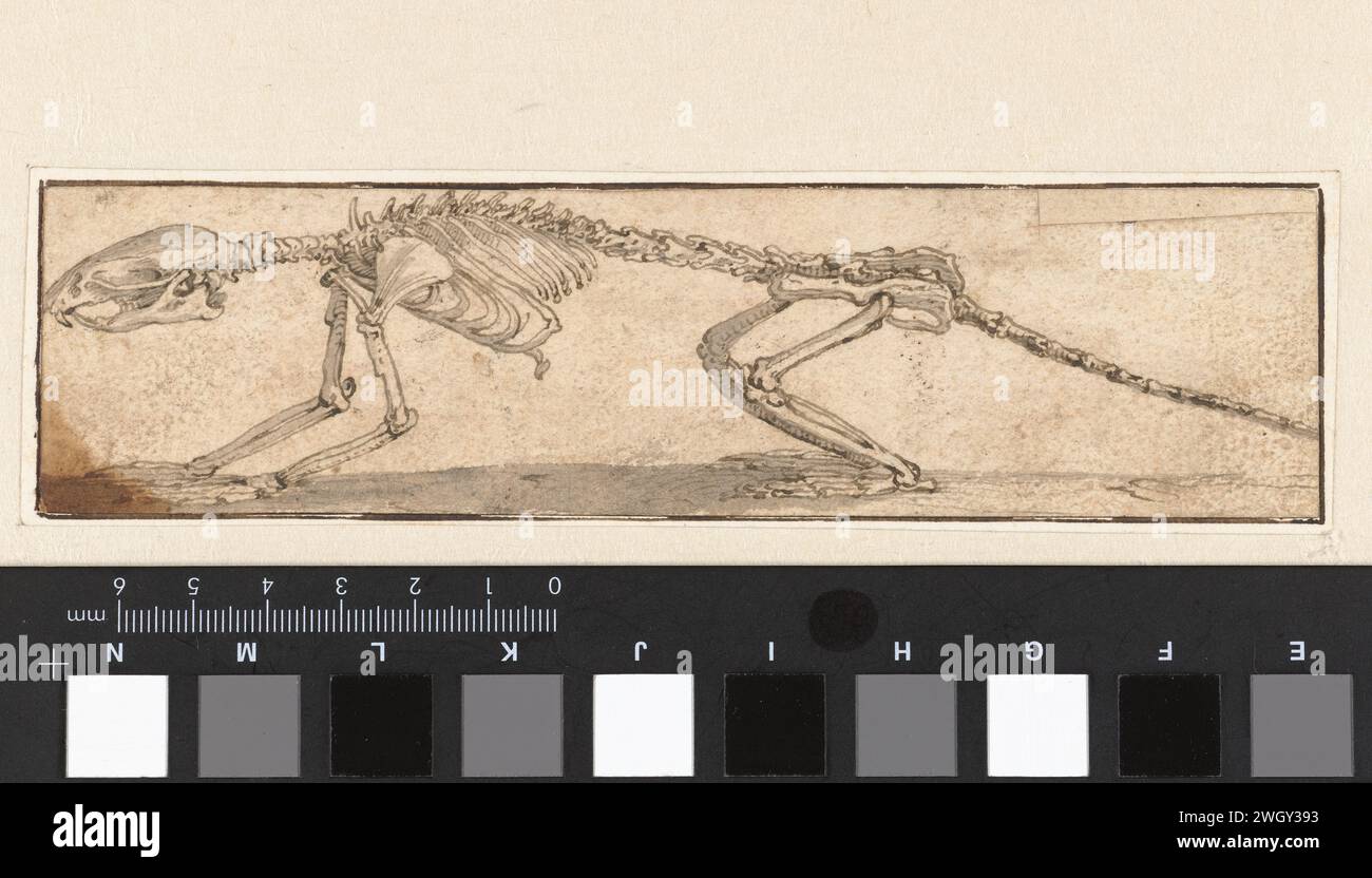 Rat skeleton hi-res stock photography and images - Alamy
