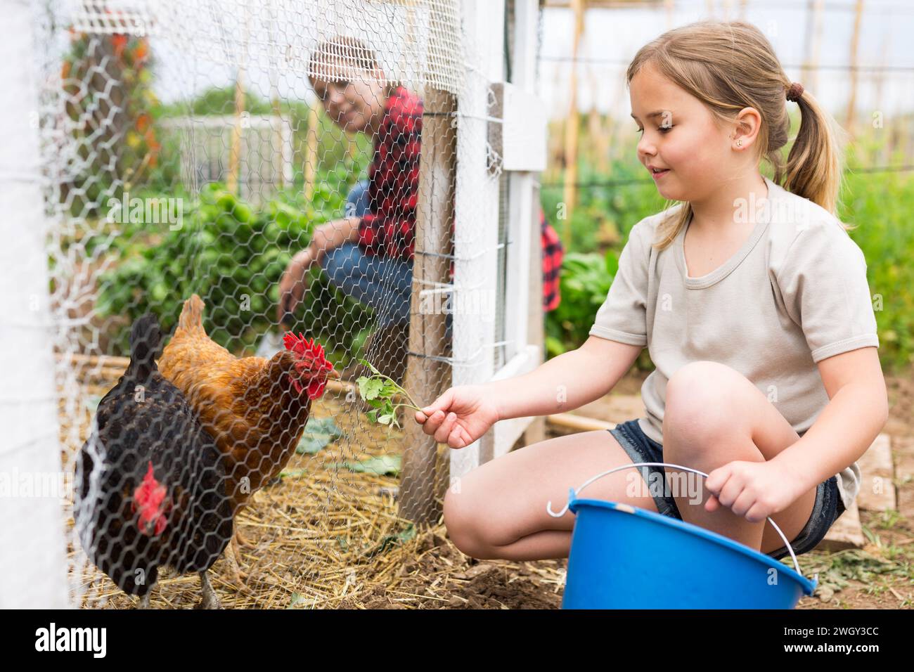 Chicken helper hi-res stock photography and images - Alamy