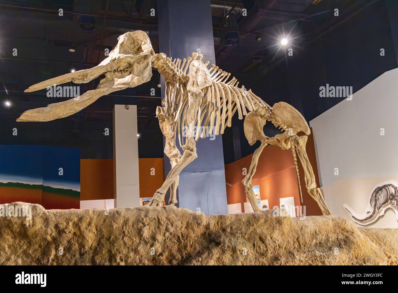 Middle East, Saudi Arabia, Riyadh. November 11, 2023. Skeleton of an ...