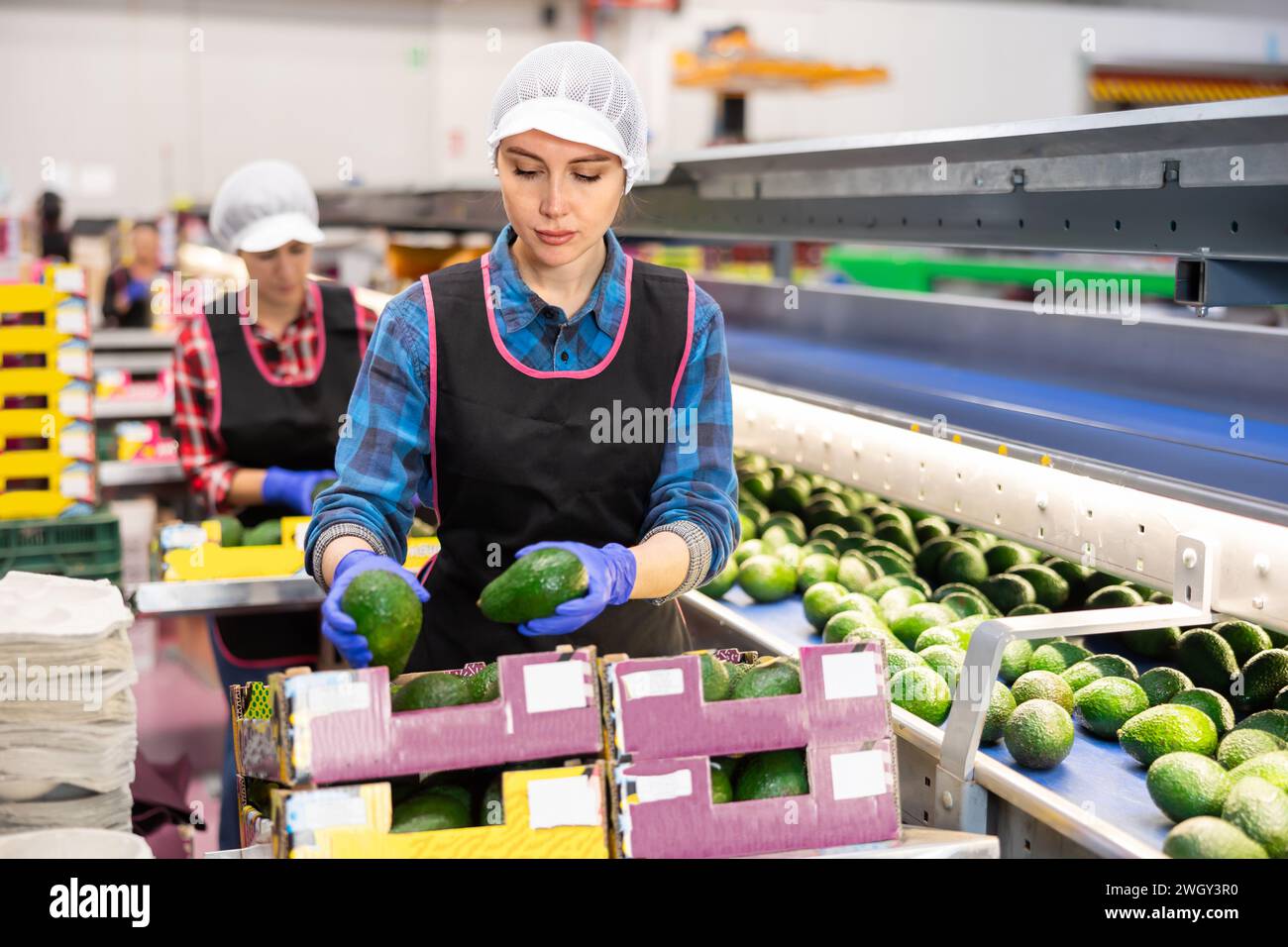 Female worker of fruit sorting factory checking avocados on conveyor ...