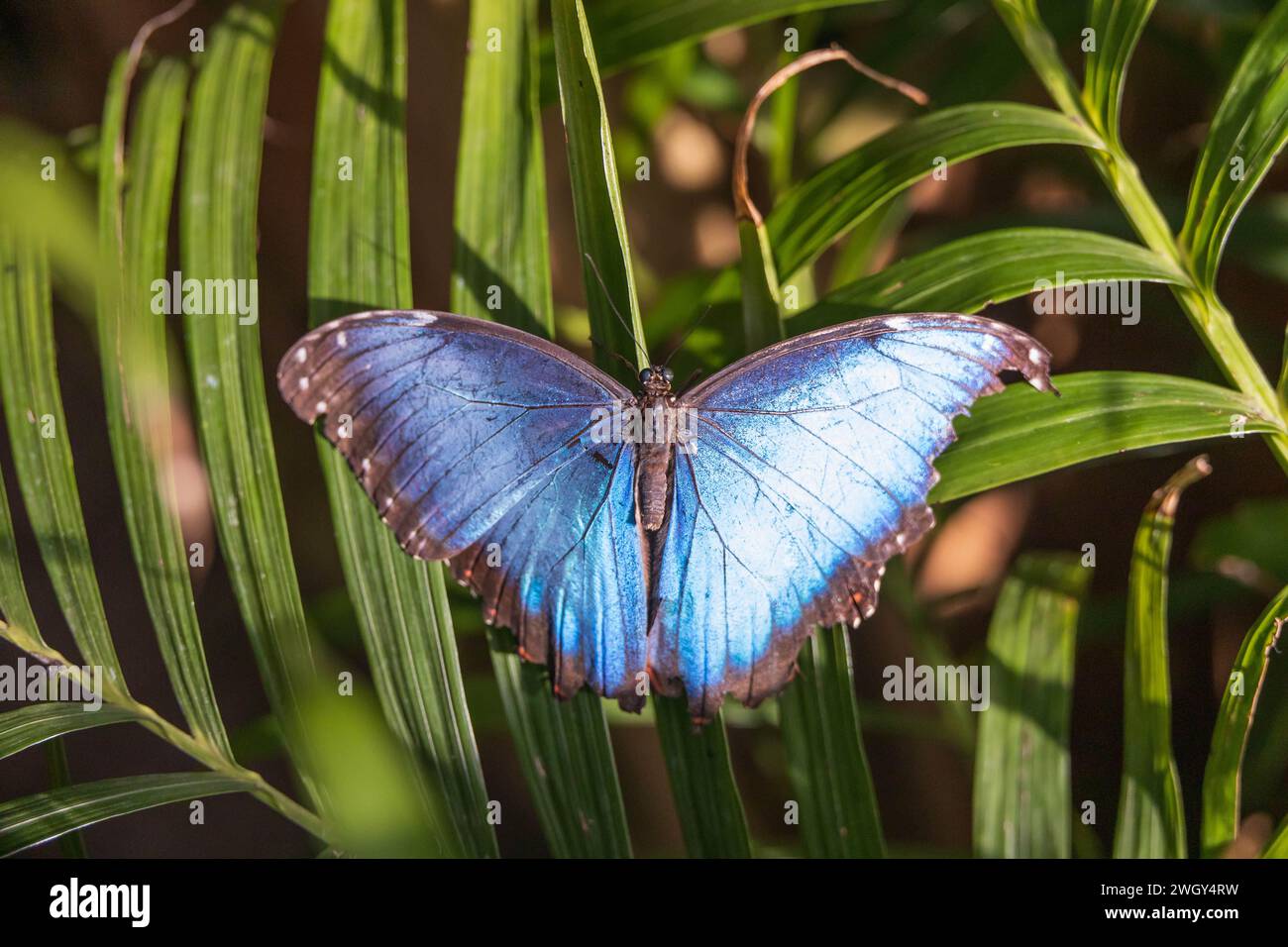 Blue Morpho butterfly close-up Stock Photo - Alamy