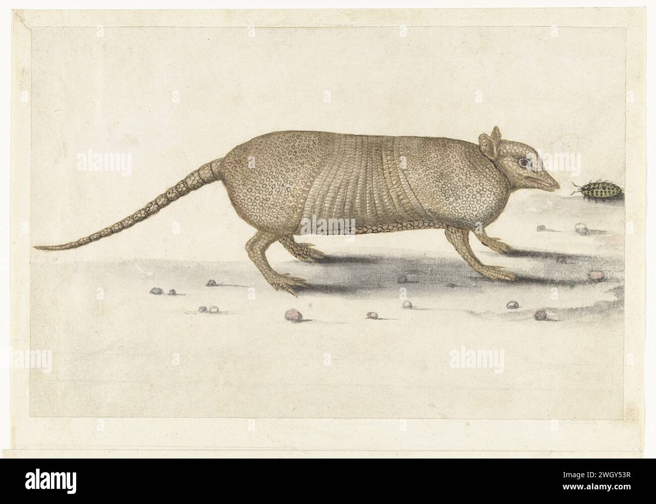 Armadillo anatomy hi-res stock photography and images - Alamy