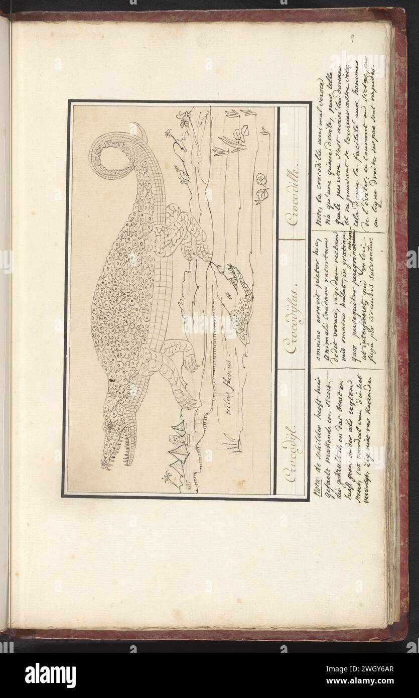 Crocodile (Crocodylidae), Anselmus Boëtius de Boodt (Possible), 1596 ...