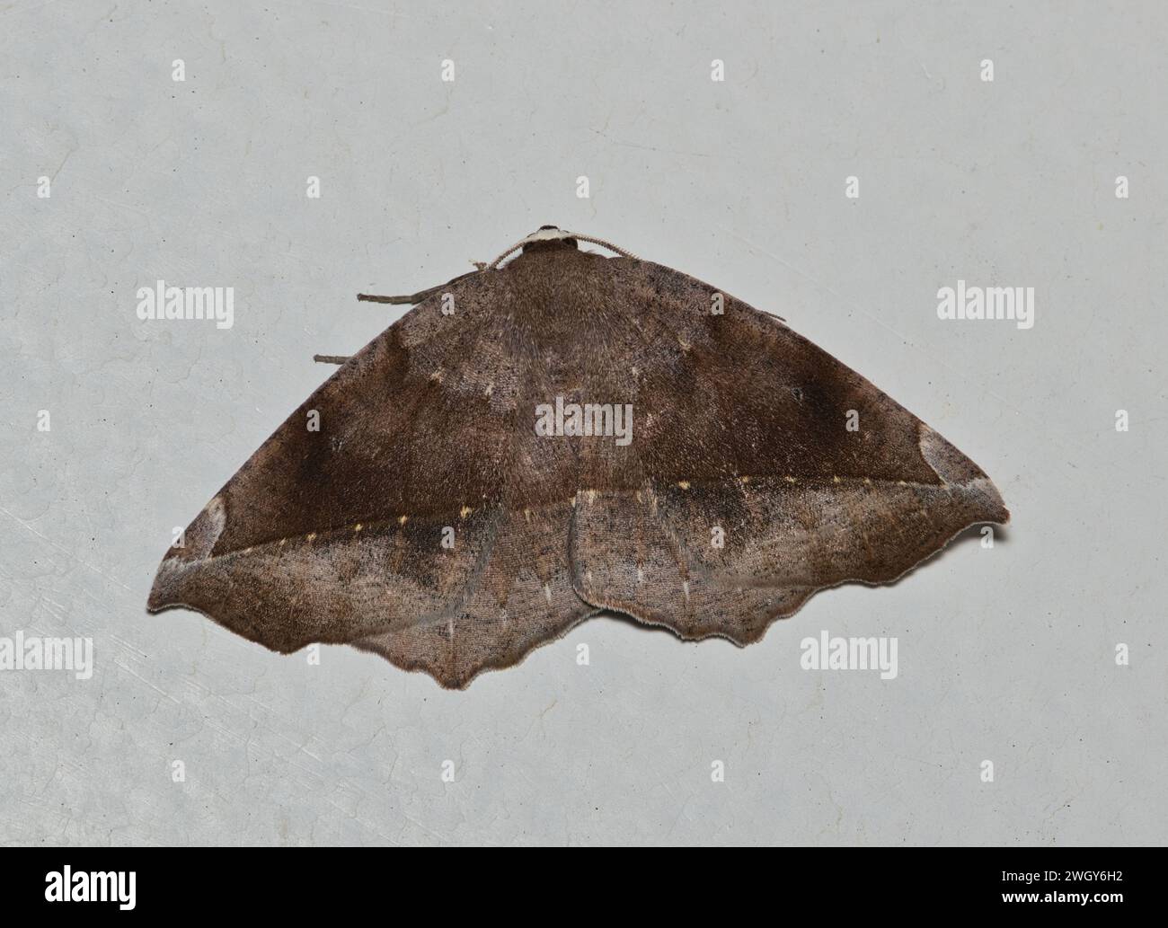 Curved tooth geometer moth hi-res stock photography and images - Alamy