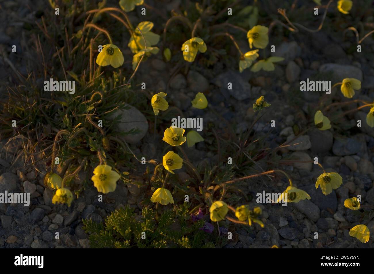 Arctic Poppy Papaver lapponicum 1002 coastal plain anwr arctic alaska ...