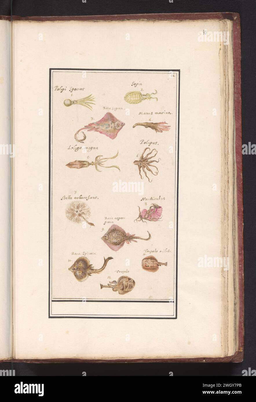 Sheet with twelve fish and squid, Anselmus Boëtius de Boodt, 1596 ...