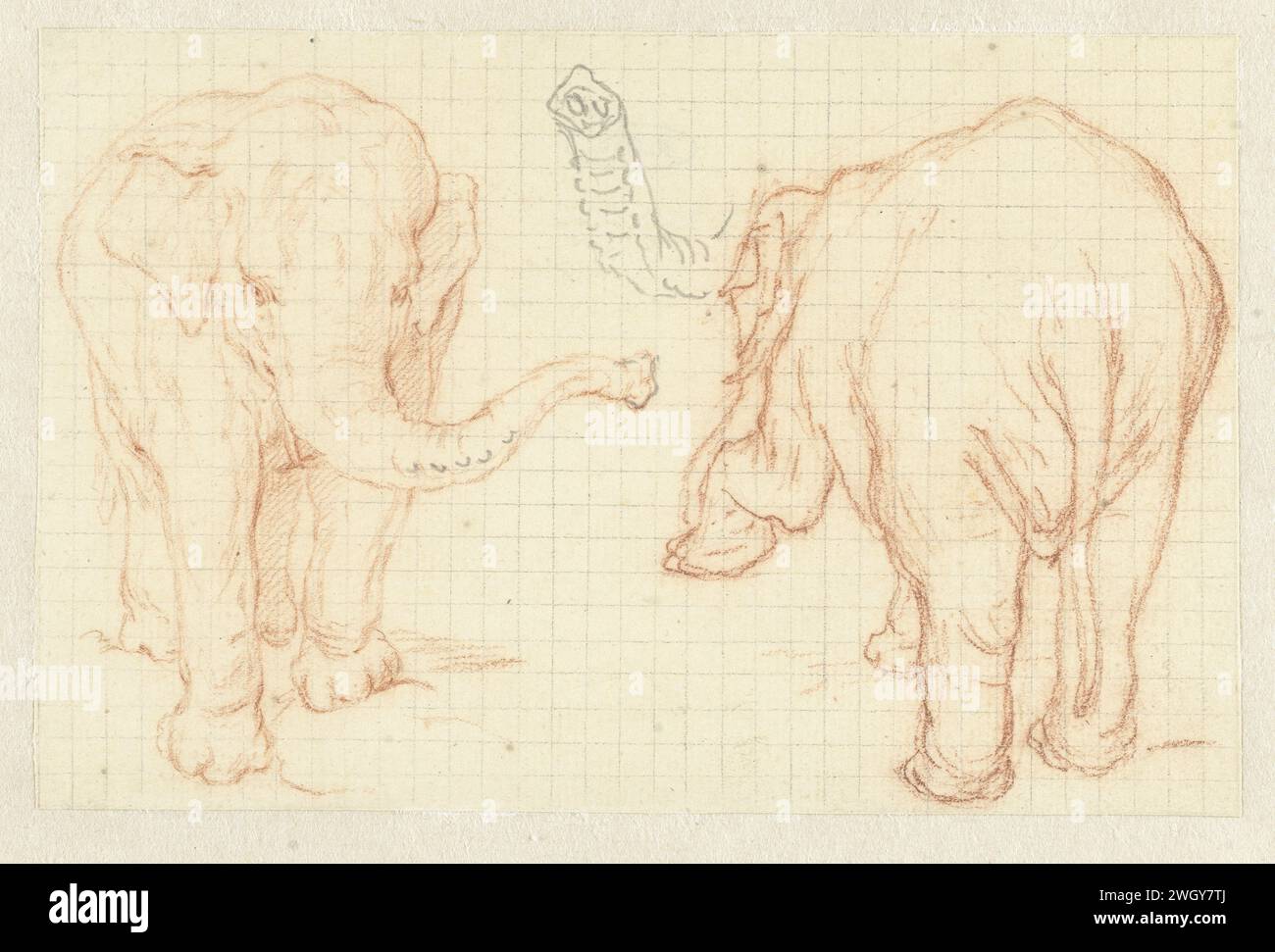 Two studies of an elephant and a trunk, Petrus Camper, 1732 - 1789 ...