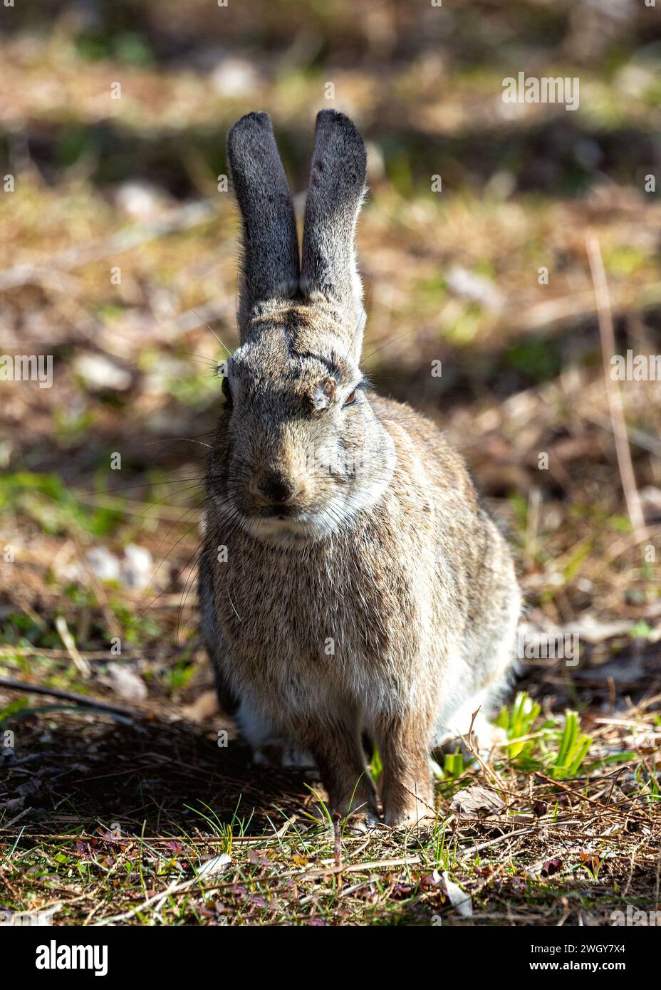 Encounter with a wild European Rabbit (Oryctolagus cuniculus) in Casa ...