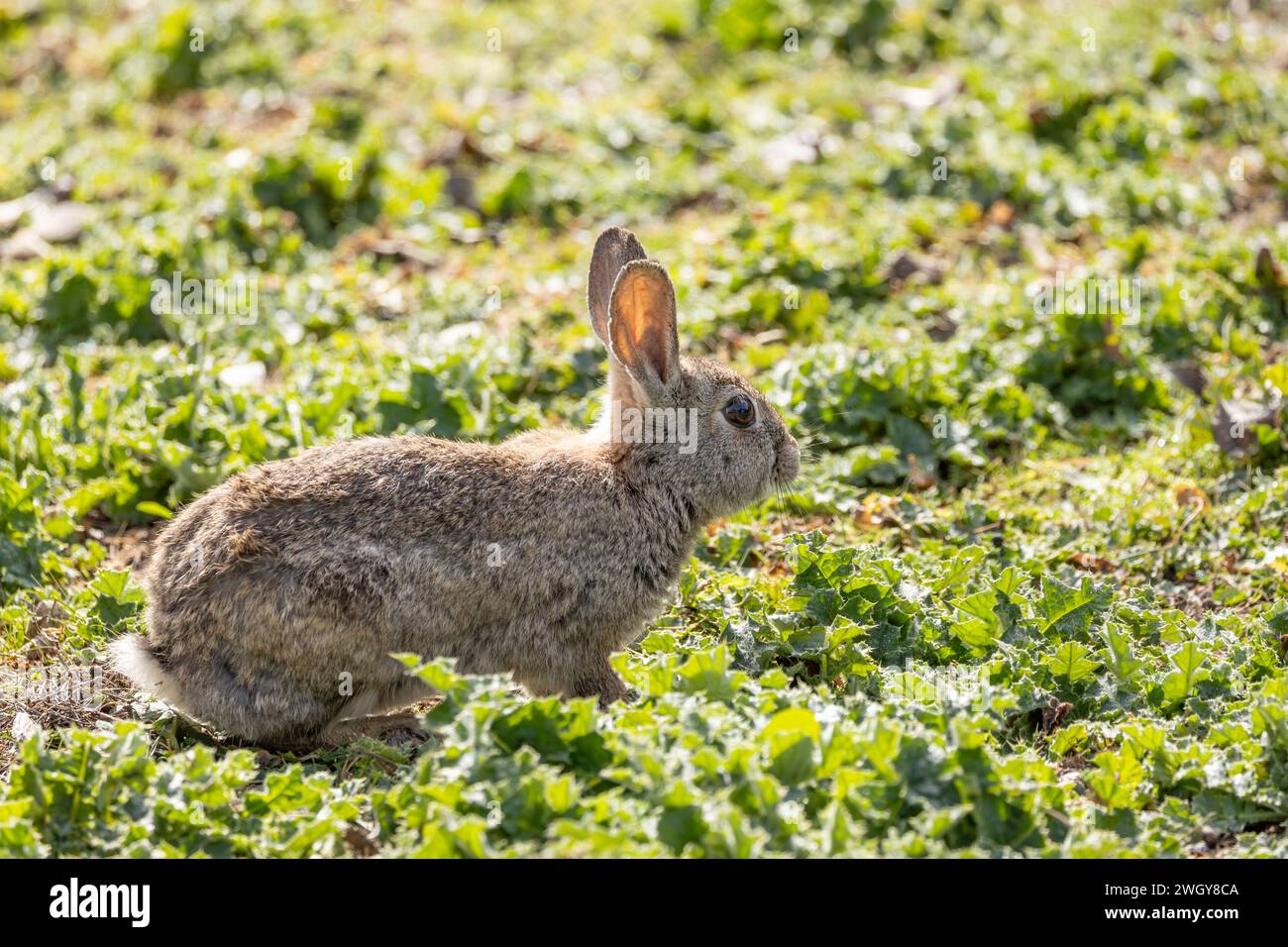Rabbit spotting hi-res stock photography and images - Alamy