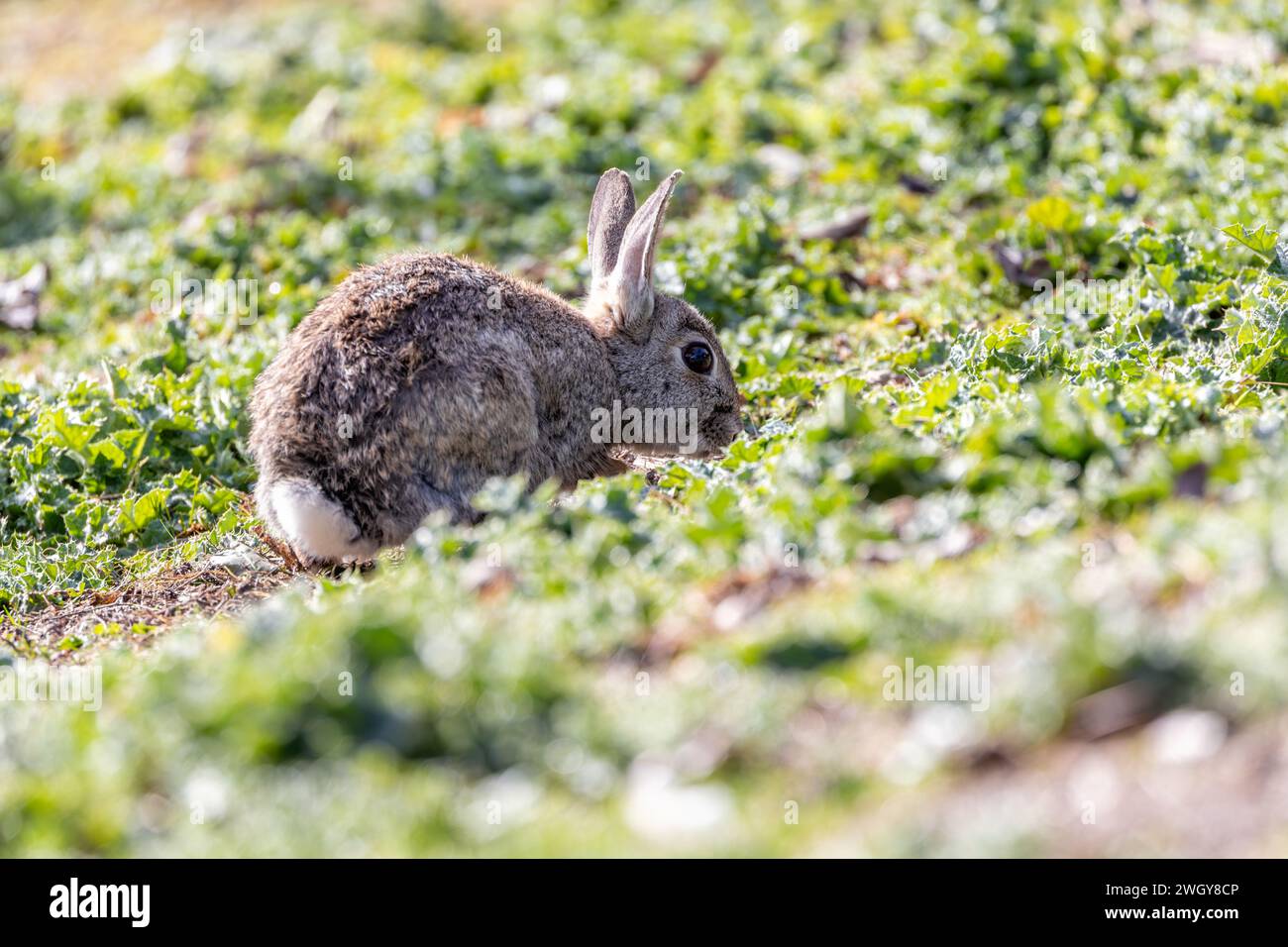 Encounter with a wild European Rabbit (Oryctolagus cuniculus) in Casa ...