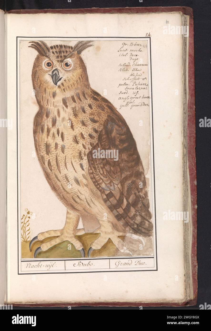 Oehoe (Owl Bubo), Boëtius de Boodt, 1596 - 1610 drawing Oohoe. Numbered ...