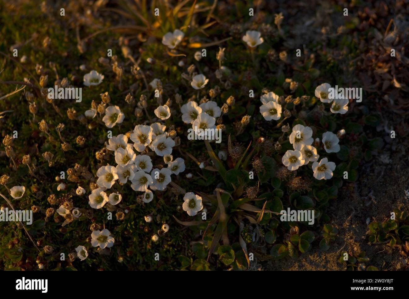 White mountain avens Dryas integrifolia flowering in the arctic tundra ...