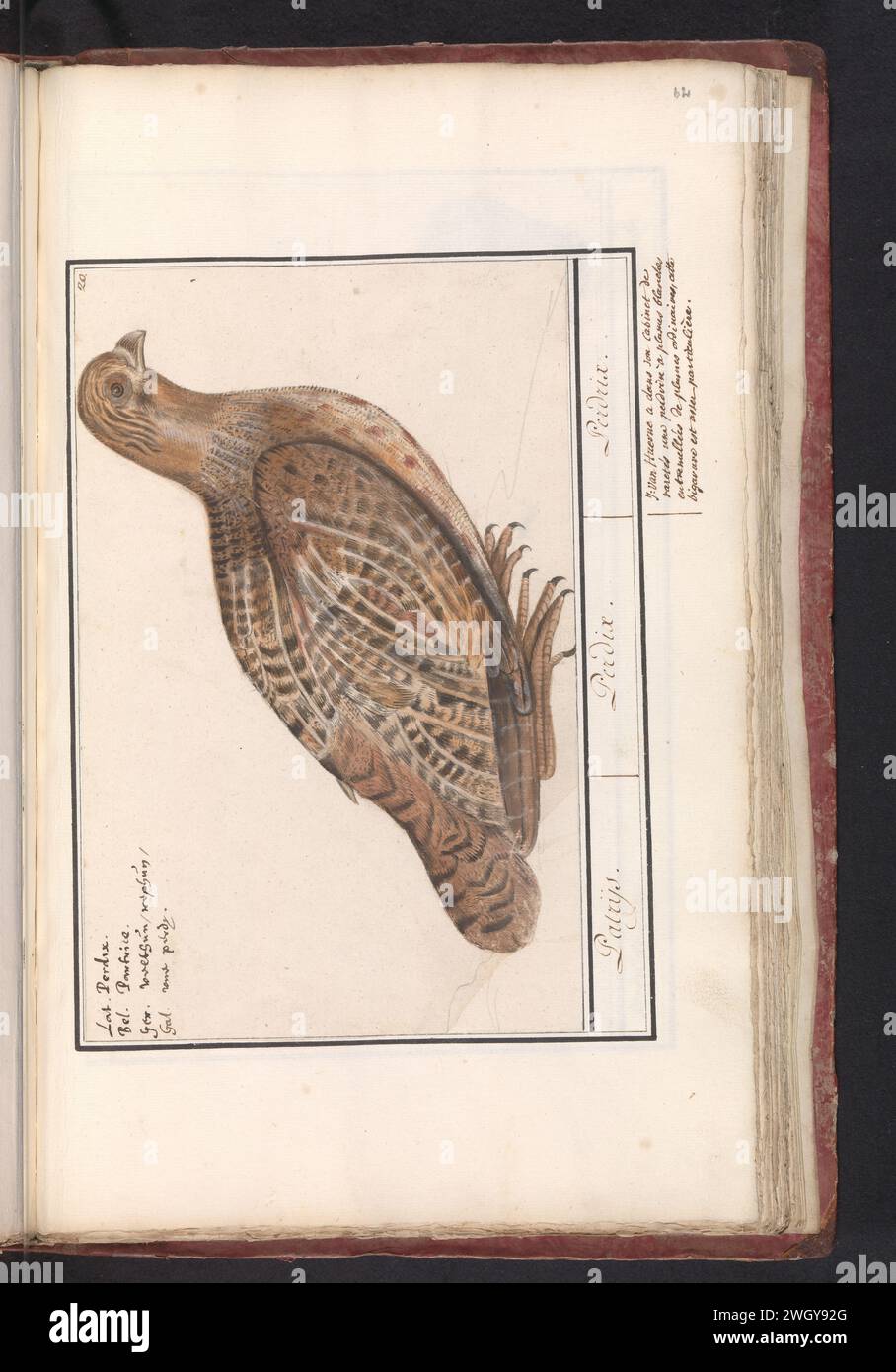 Gray Partridge, Anselmus Boëtius de Boodt, 1596 - 1610 drawing ...