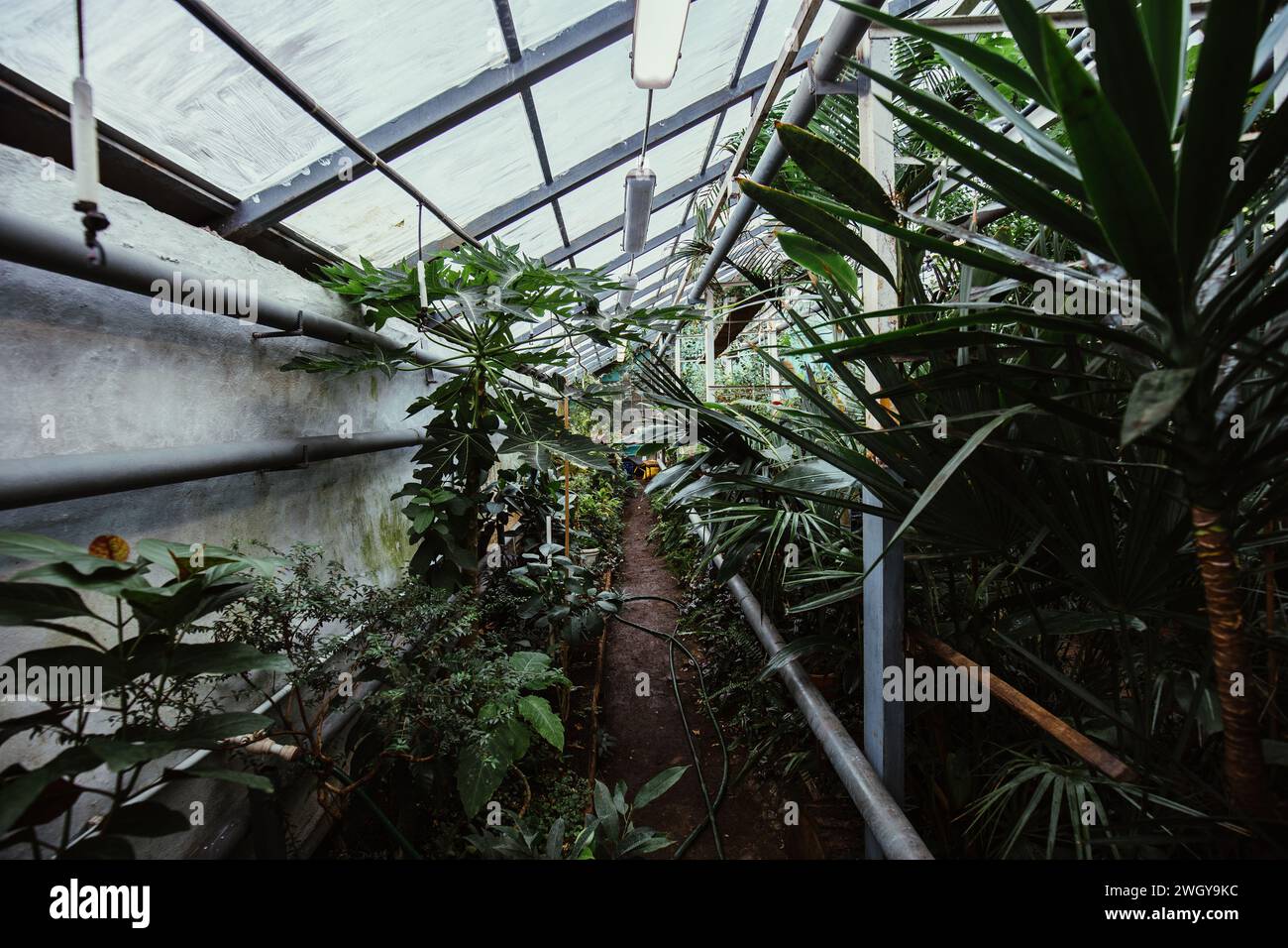 Greenhouse with tropical plants. Scientific botanical garden Stock ...