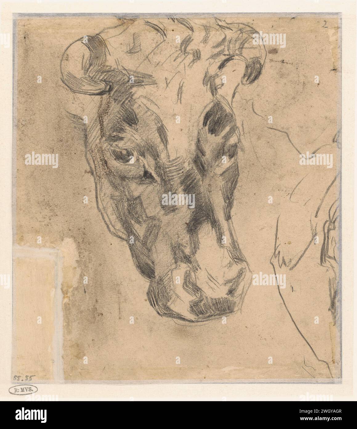 Realistic cow head drawing hi-res stock photography and images - Alamy