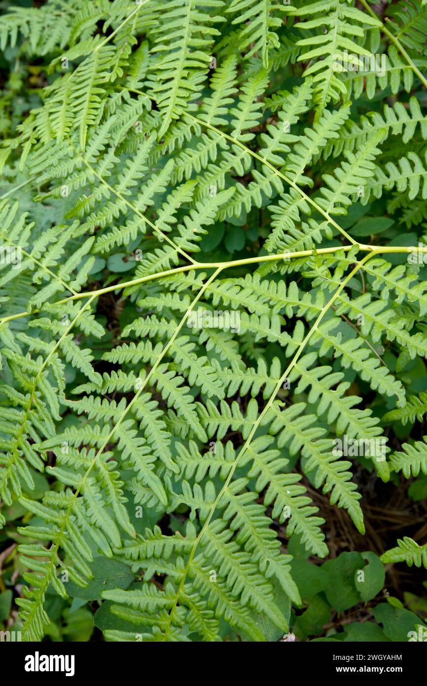 Bracken fern pteridium aquilinum hi-res stock photography and images ...