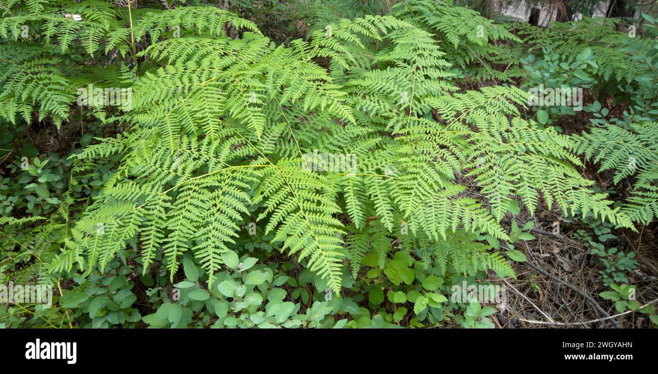 Bracken fern pteridium aquilinum hi-res stock photography and images ...
