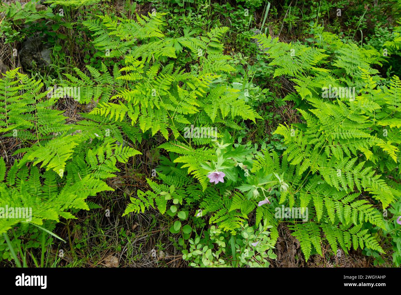 Bracken Ferns in Boise National Forest Idaho Stock Photo - Alamy