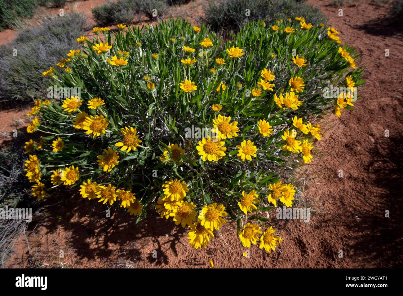 Yellow mules ears hi-res stock photography and images - Alamy